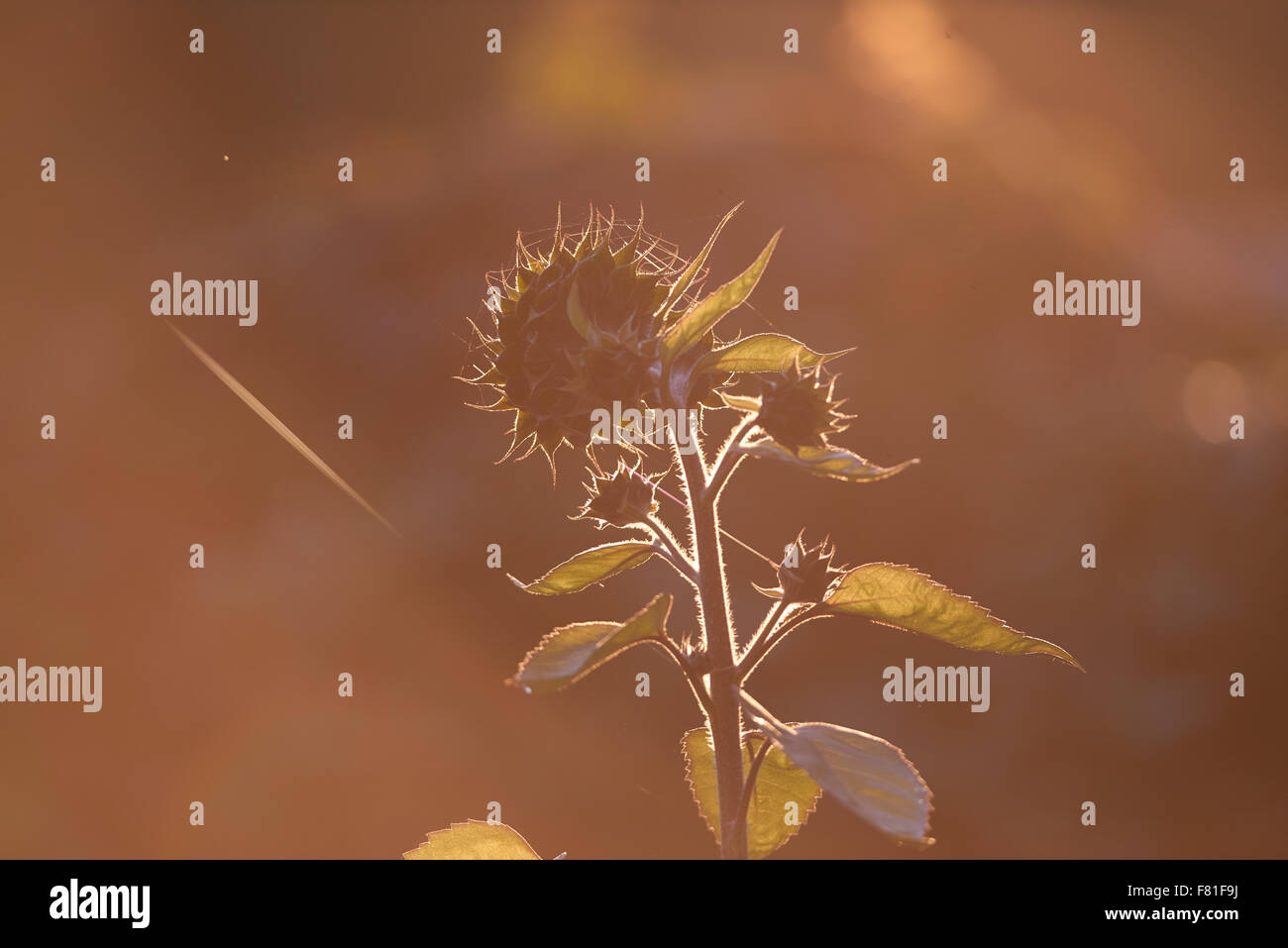 a sunflower in the early morning Stock Photo - Alamy