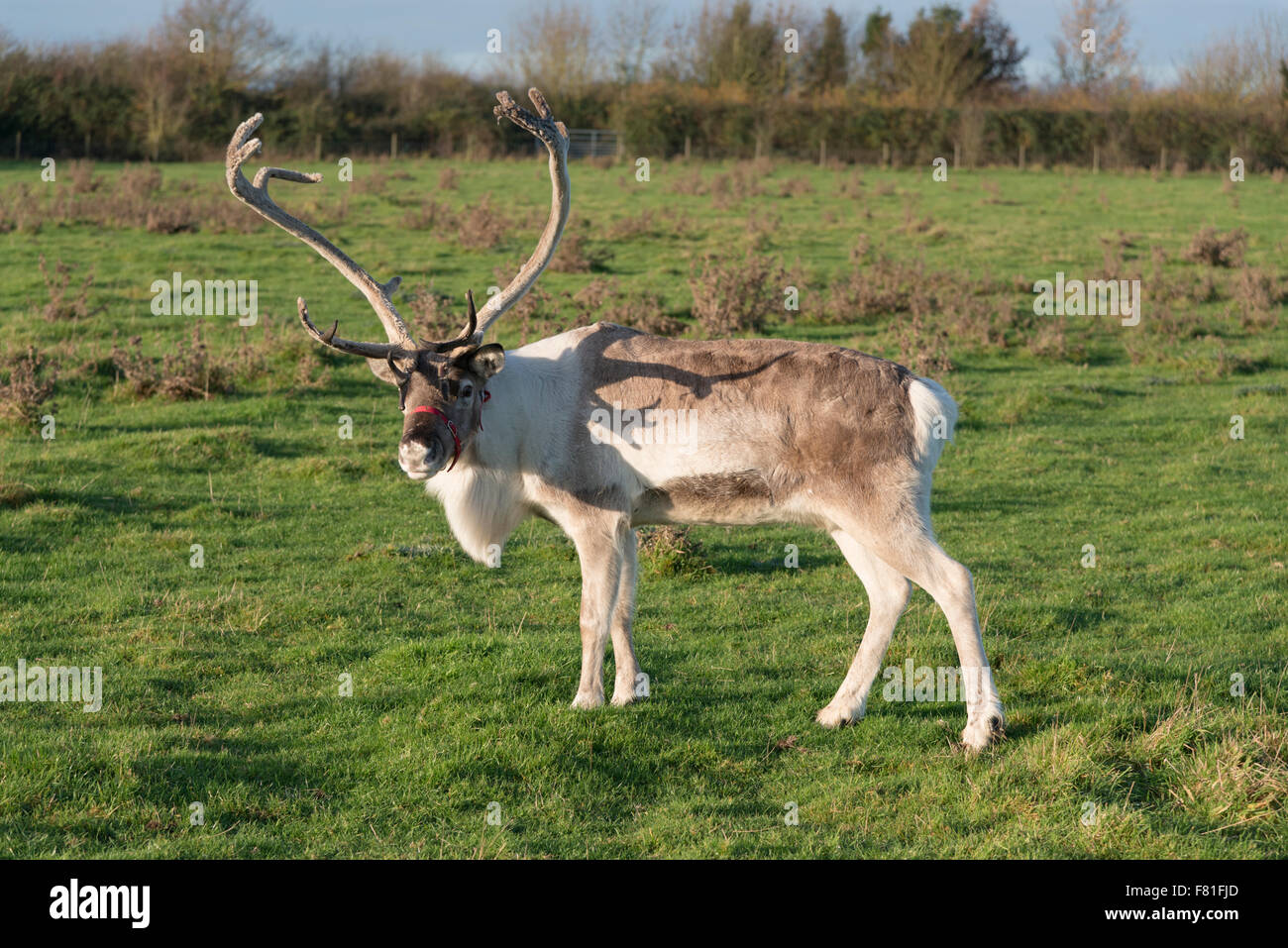 Barton, Cambridgeshire, UK. 4th December 2015, A reindeer grazes at ...
