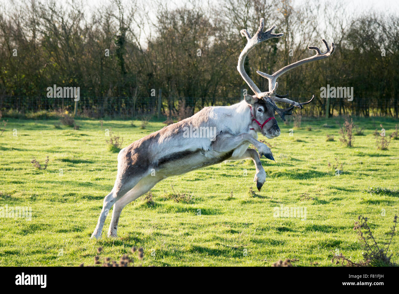4th December 2015, A reindeer jumps whilst exercising at Bird’s Farm ...