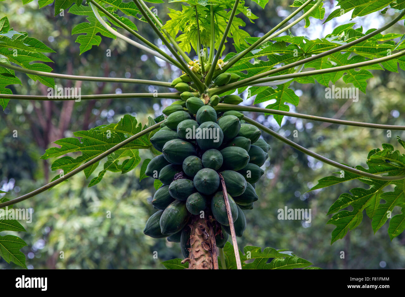 Pawpaw plant hi-res stock photography and images - Alamy