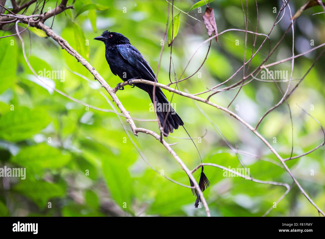 Racket tailed drongo hi-res stock photography and images - Alamy