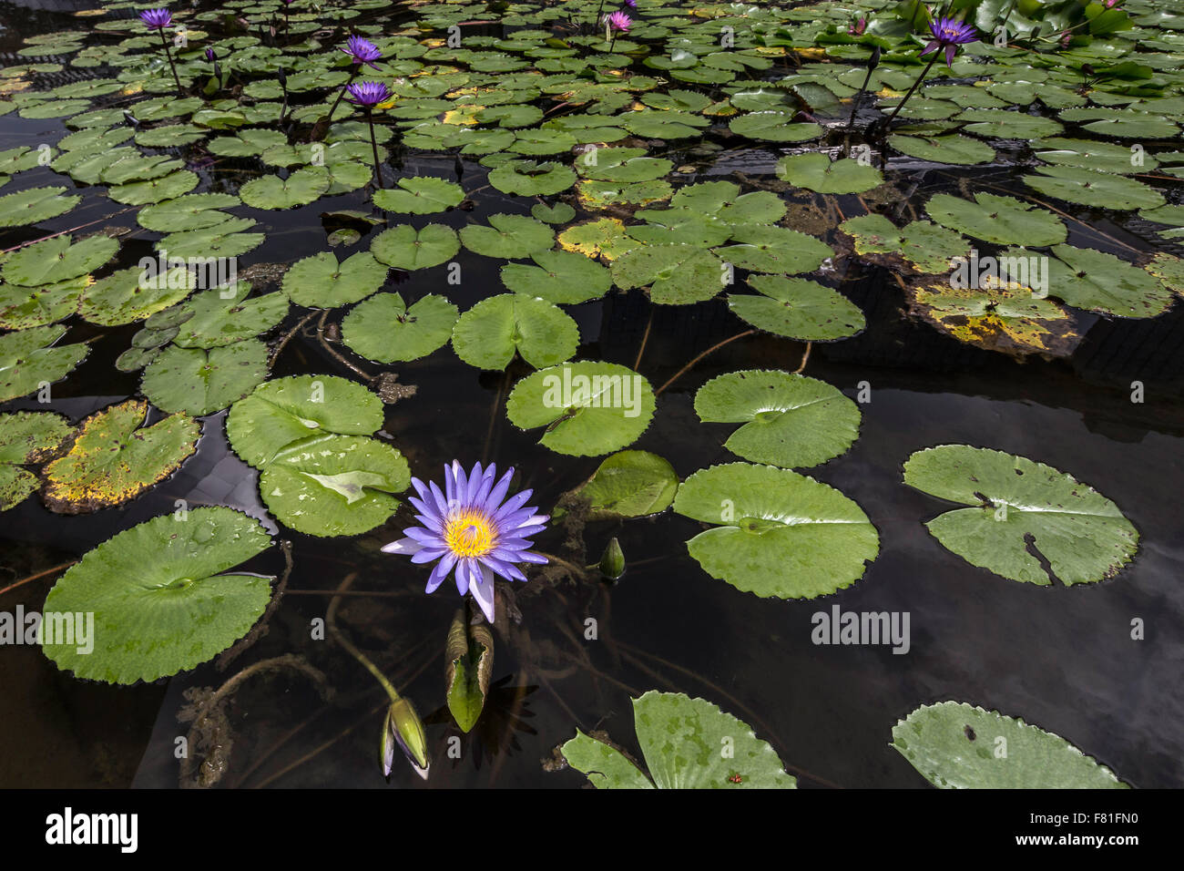 Nymphaea nouchali, Blue star water lily Stock Photo - Alamy
