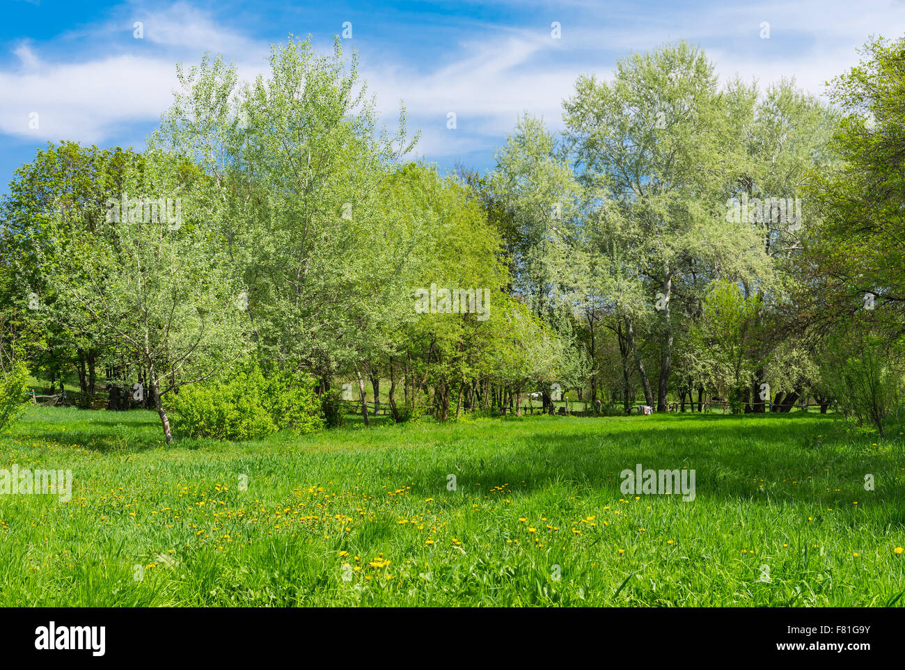 Green landscape with flowering meadow and spring grove Stock Photo - Alamy