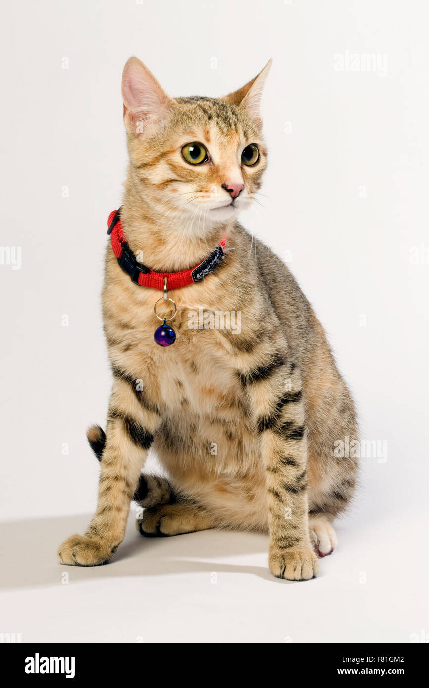 Striped tabby cat with white background Stock Photo - Alamy