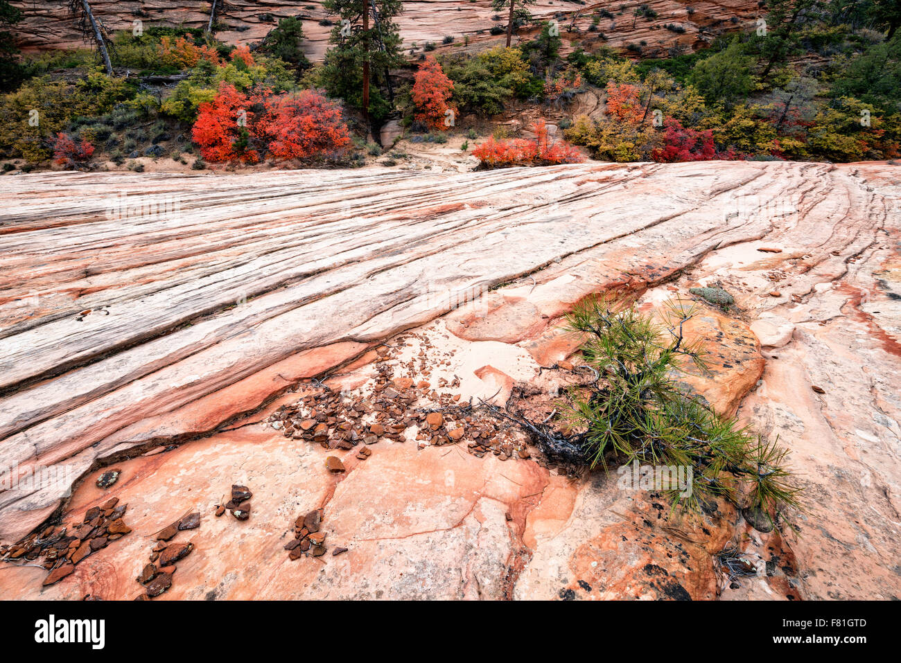 Zion National Park in fall Stock Photo - Alamy