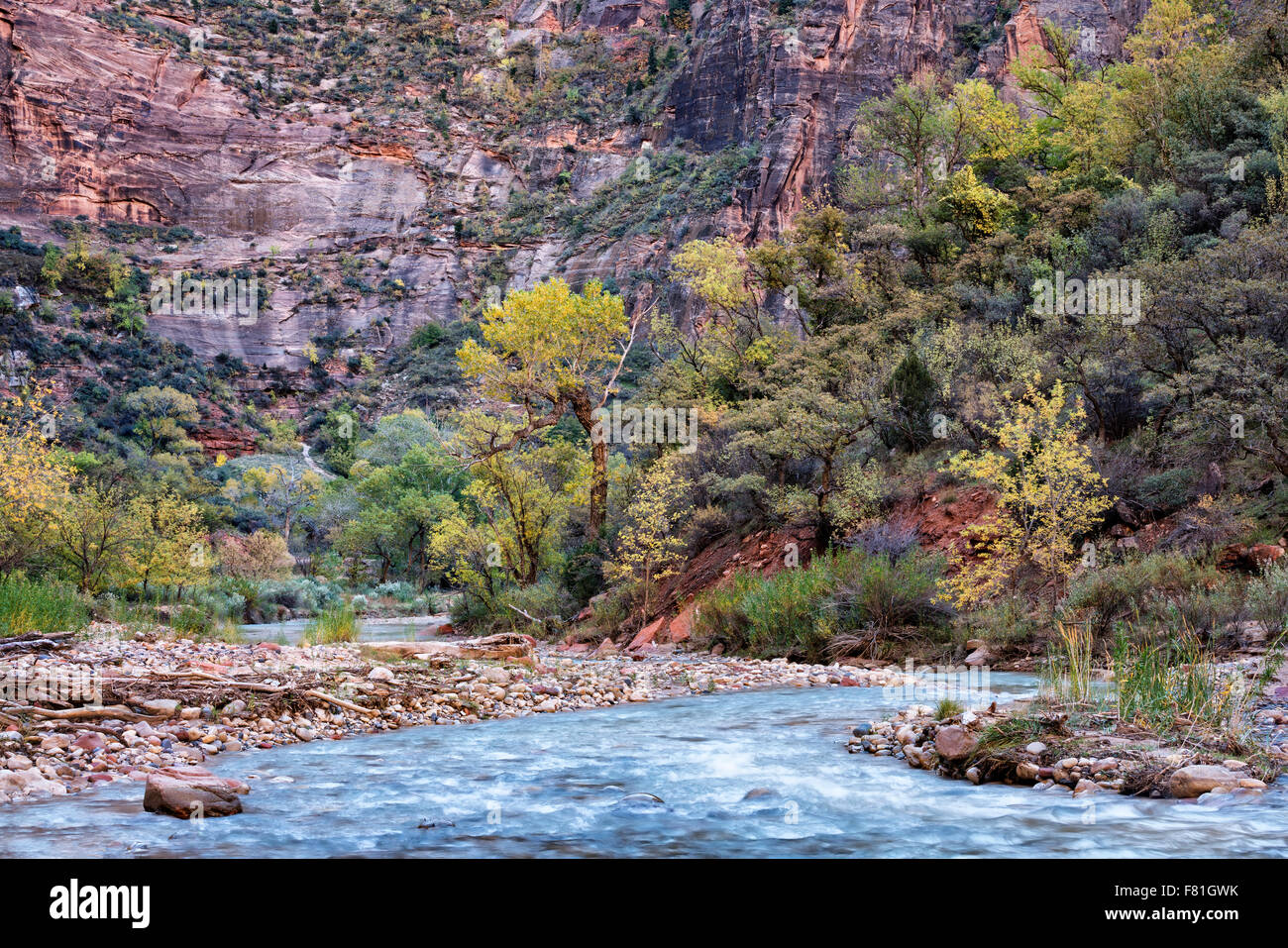 Virgin River in Zion National Park in Fall Stock Photo - Alamy