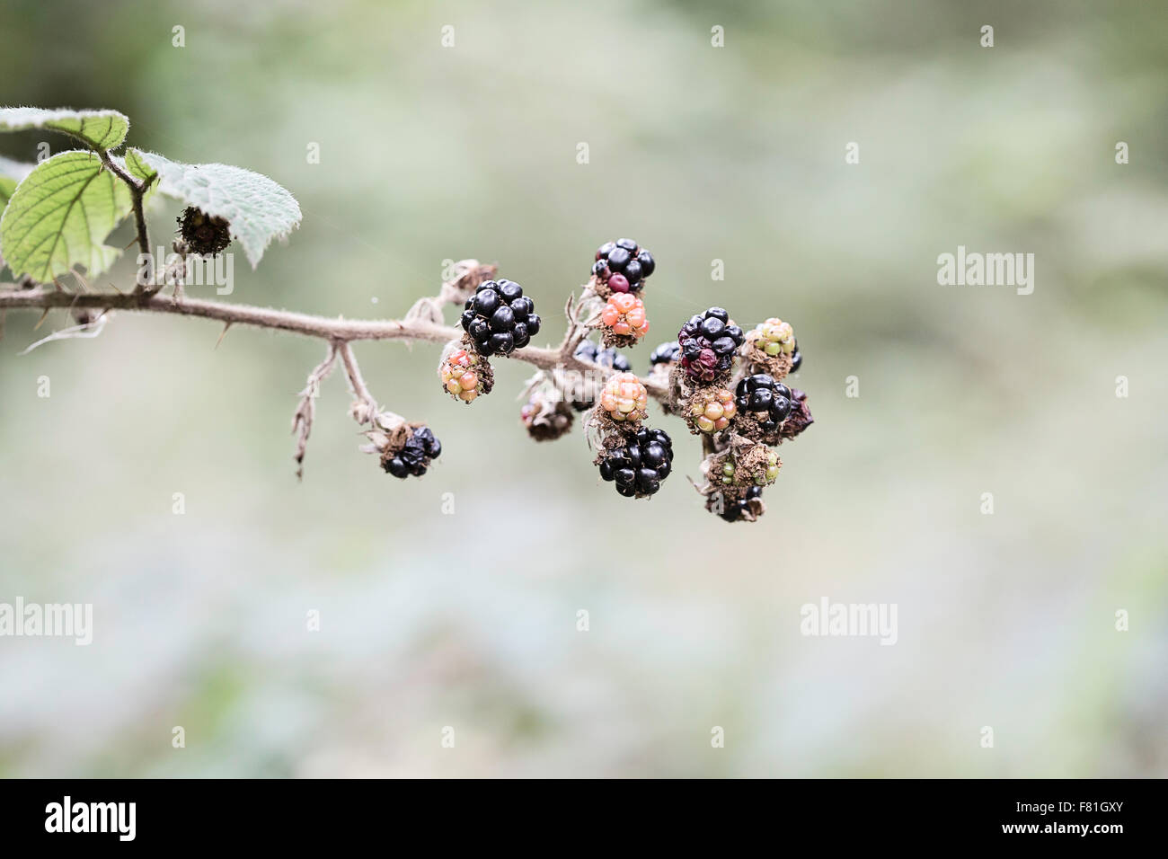Blackberries turning at end of autumn, England, Uk Stock Photo - Alamy