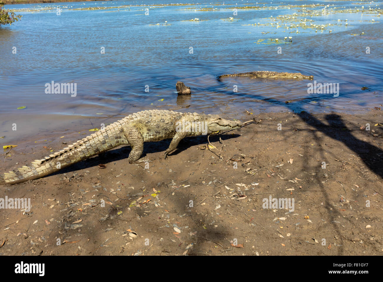 Sacred crocodile in Sabou, Burkina Faso, Africa Stock Photo - Alamy