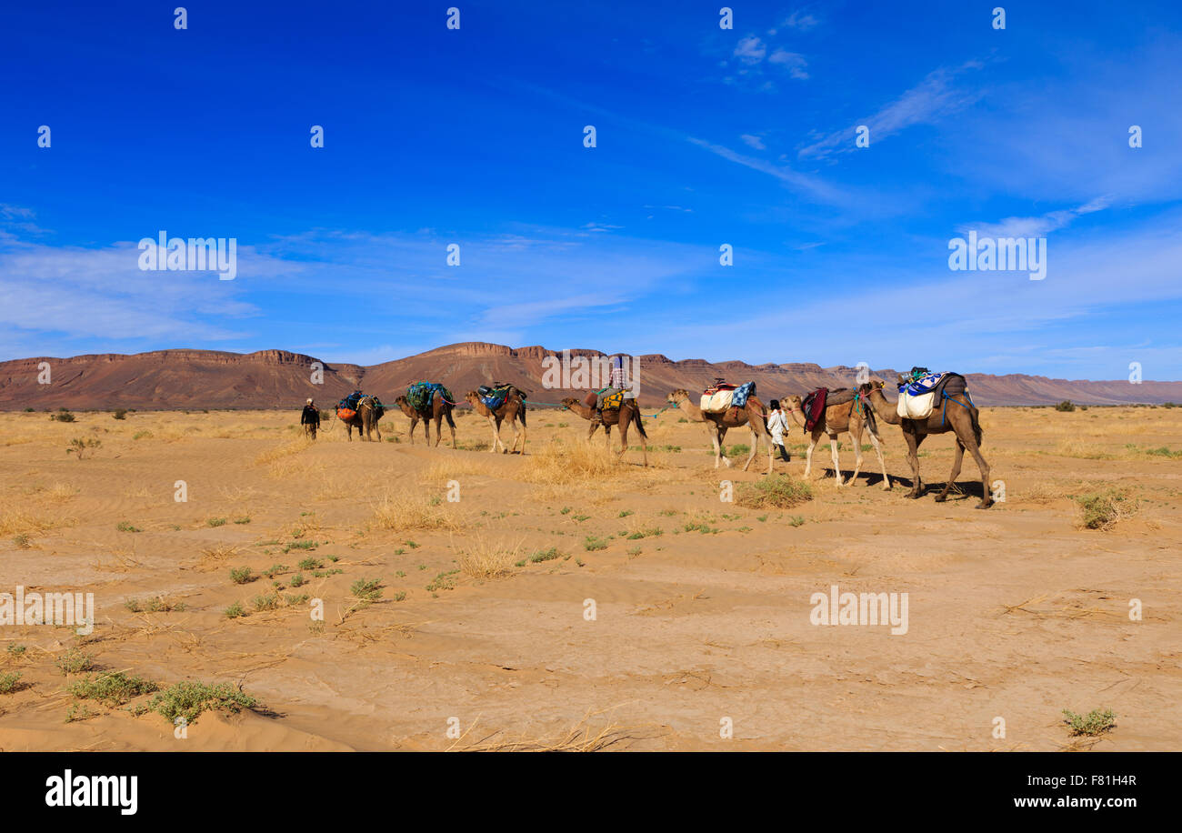 camel caravan going through the desert Stock Photo - Alamy