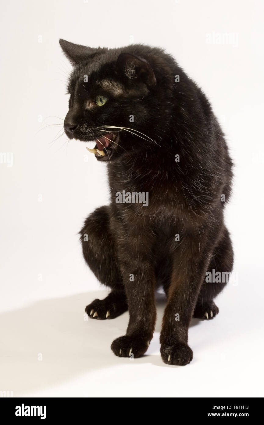 Very old black cat with white background. Arthrosis, degenerative ...