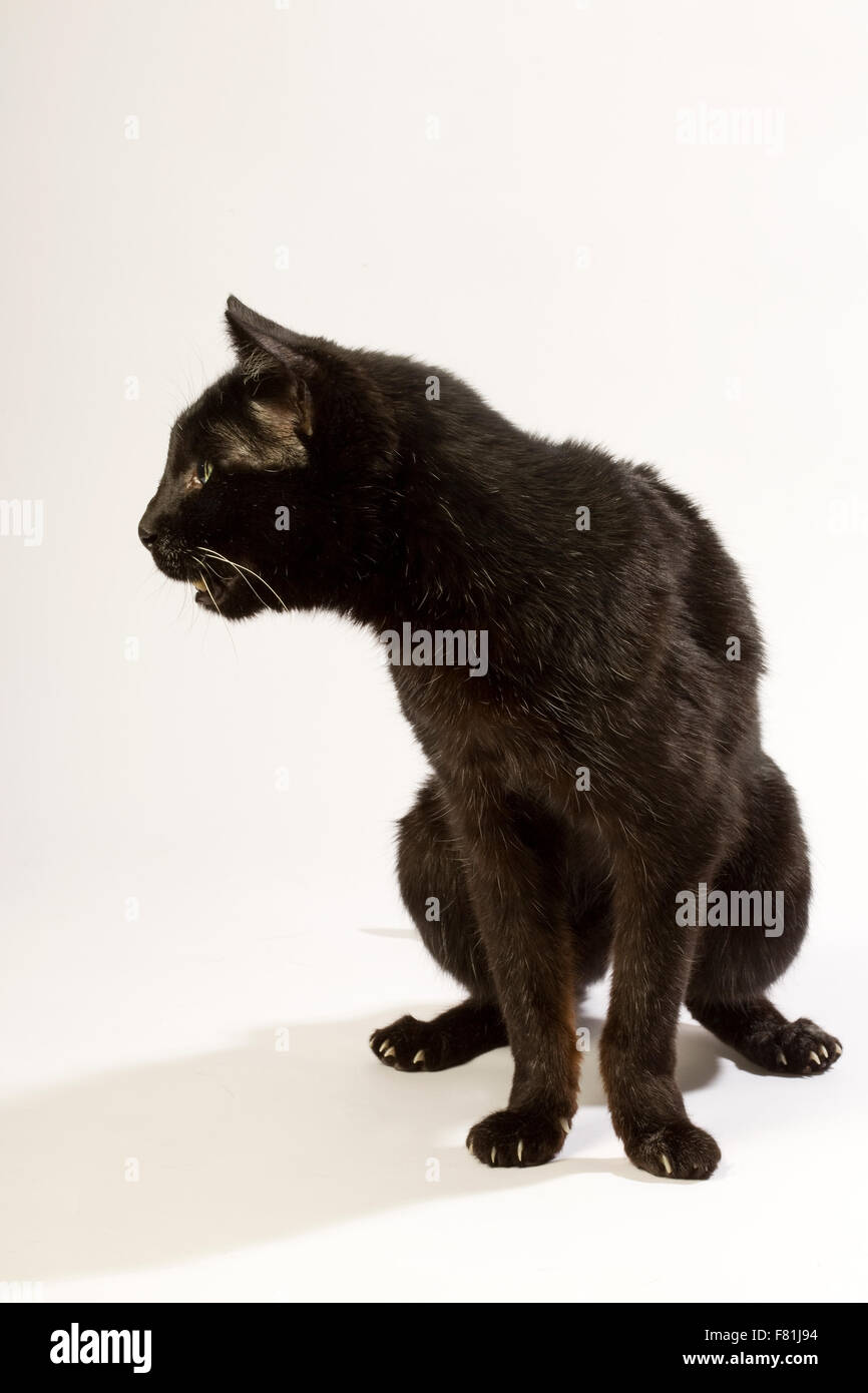 Very old black cat with white background. Arthrosis, degenerative ...