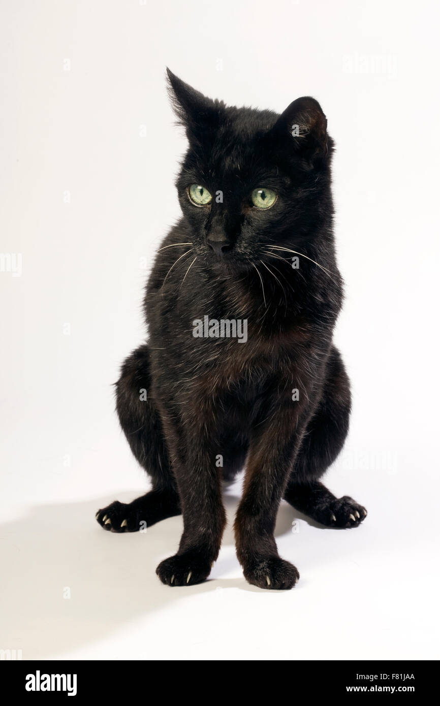 Very old black cat with white background. Arthrosis, degenerative ...