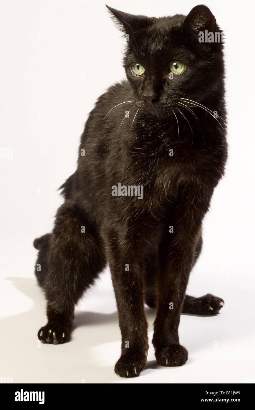 Very old black cat with white background. Arthrosis, degenerative ...