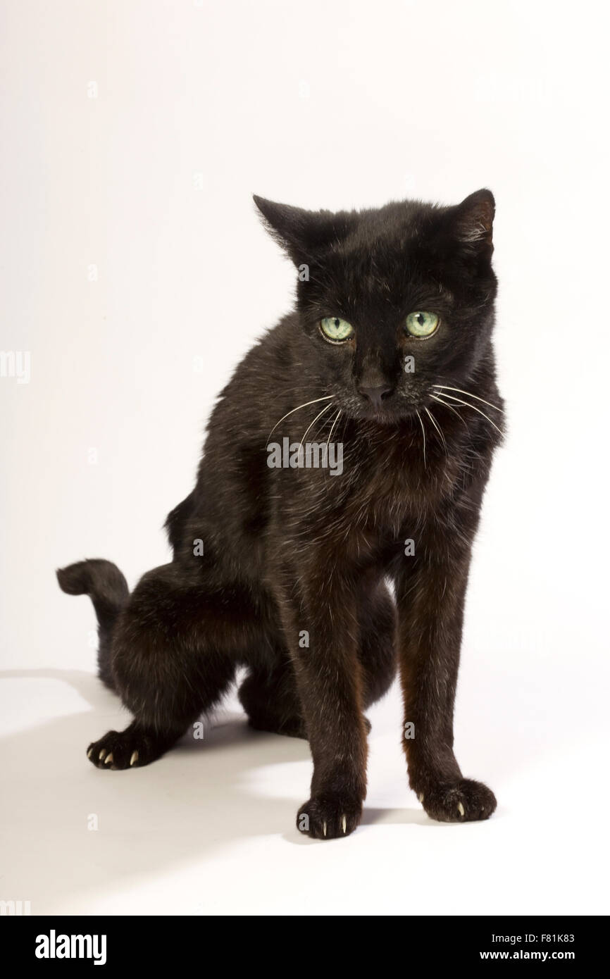 Very old black cat with white background. Arthrosis, degenerative ...