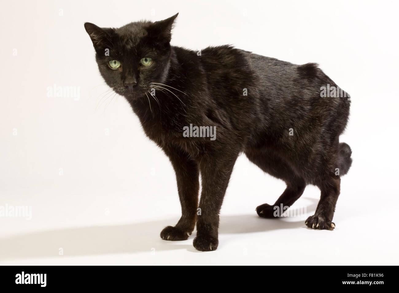 Very old black cat with white background. Arthrosis, degenerative ...
