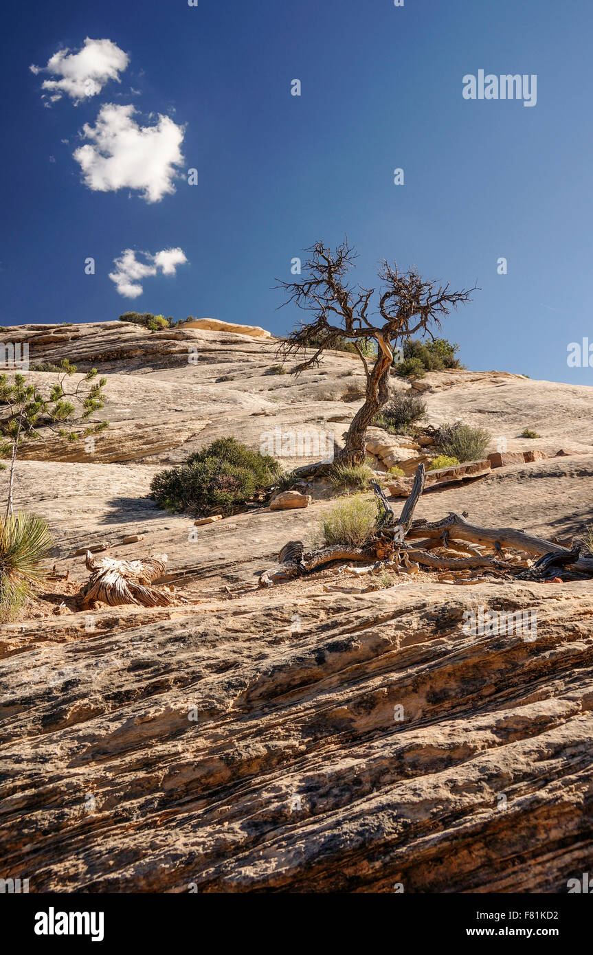 Tree on the rocks Stock Photo - Alamy