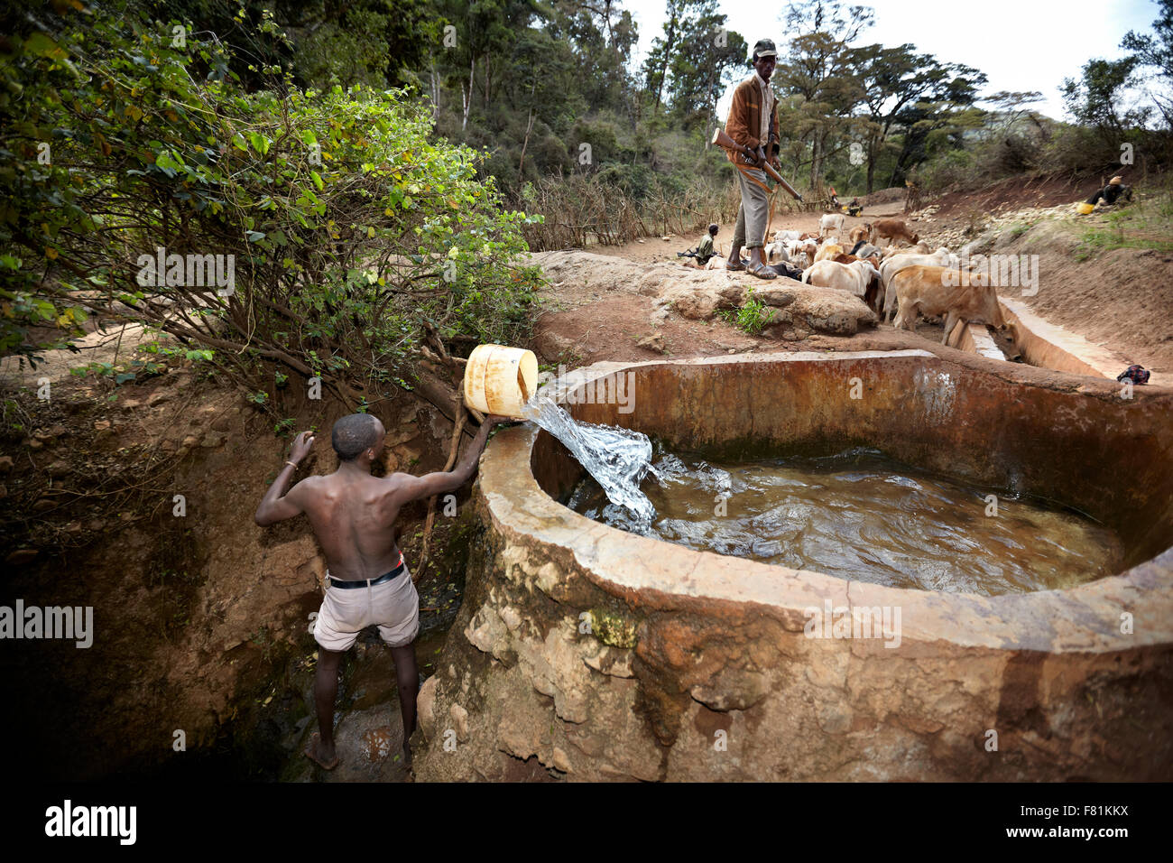 Cattle drinking water africa hi-res stock photography and images - Alamy