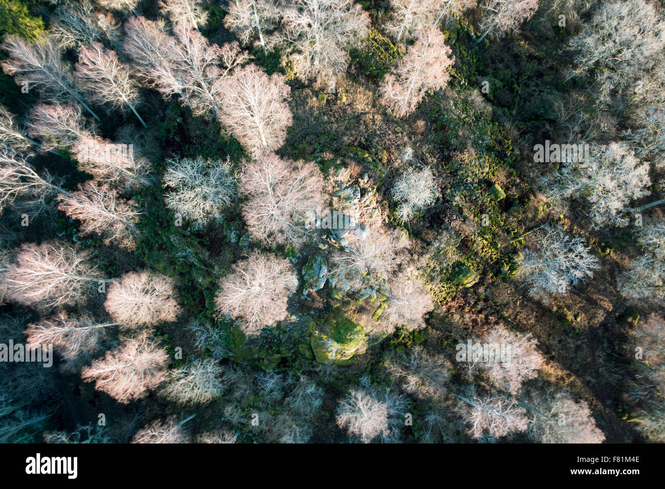 Bird eye view of a forest Stock Photo - Alamy