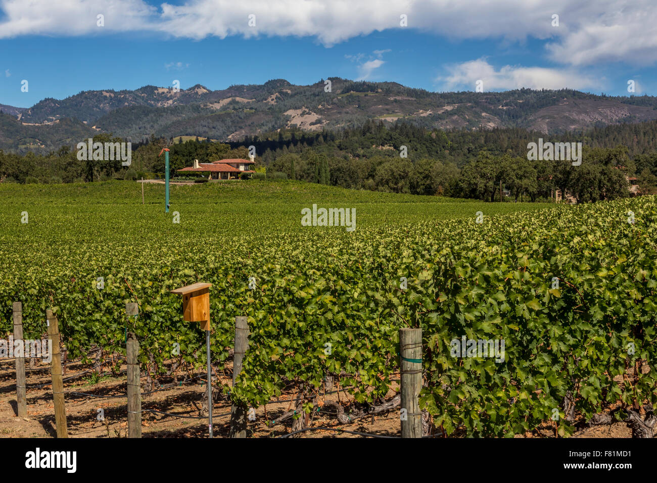 view from vineyards at Ehlers Estate, Howell Mountain Range in ...