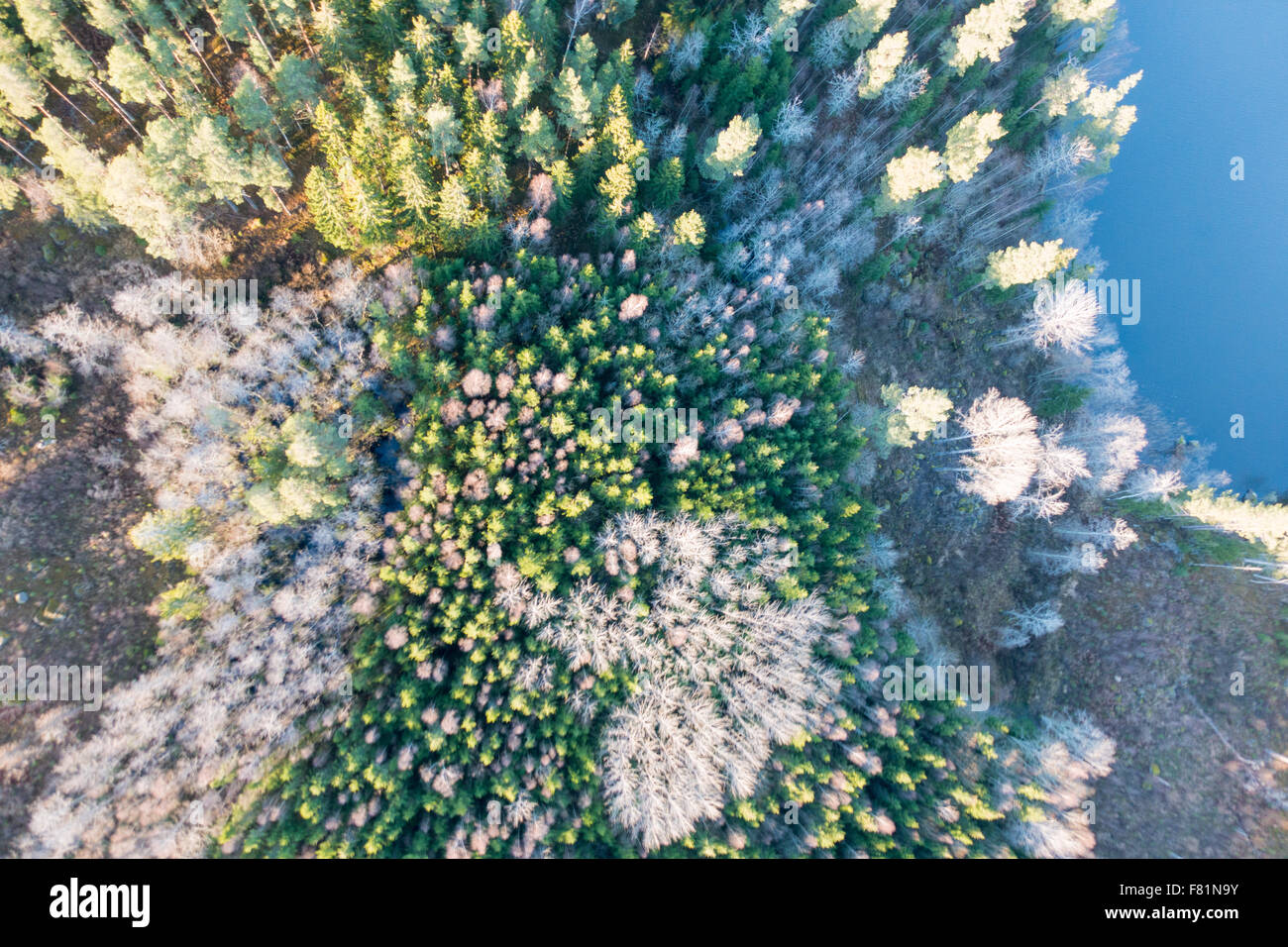 Forest from a birds view in fall Stock Photo - Alamy