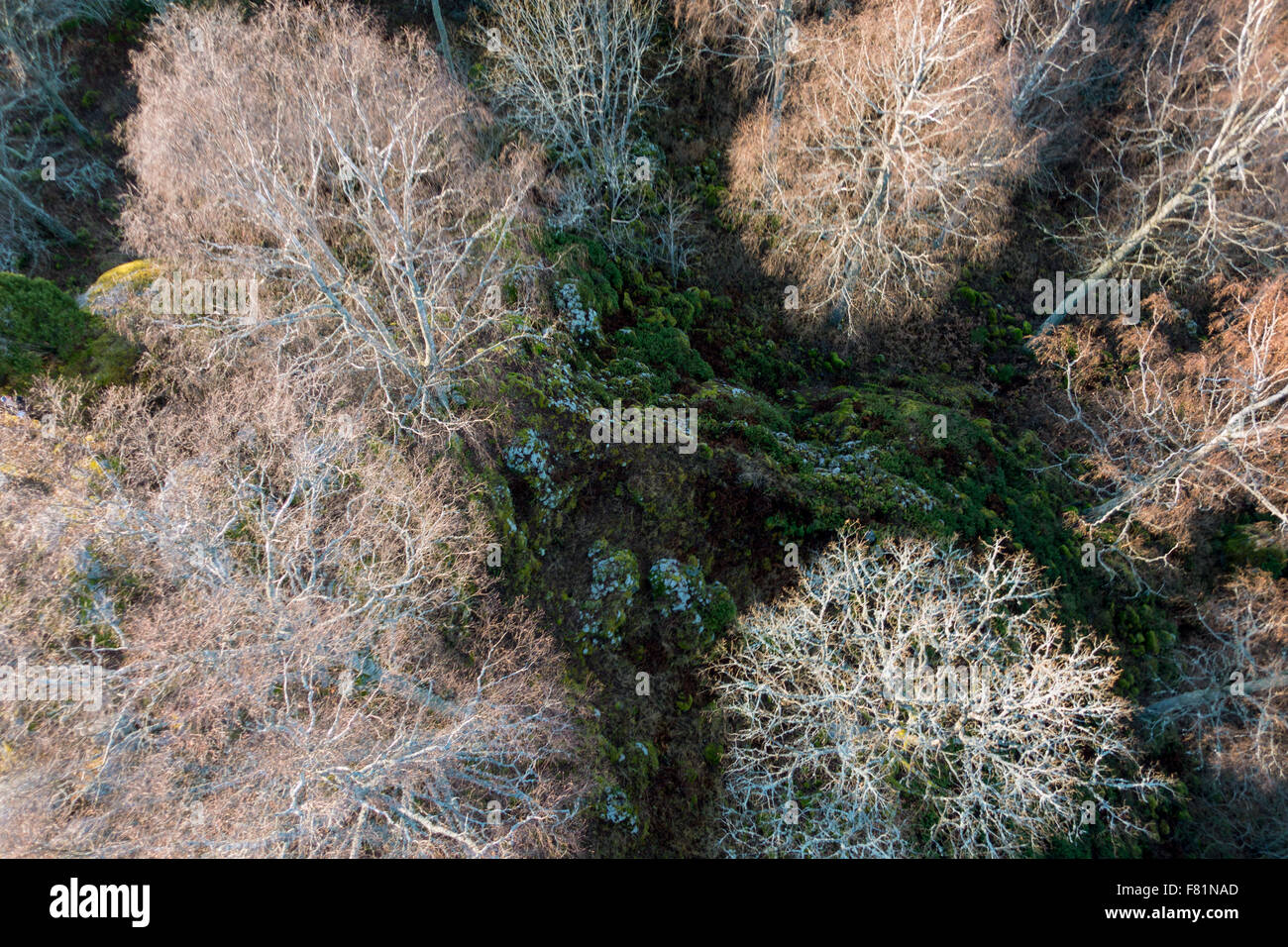 Forest from a birds view Stock Photo - Alamy