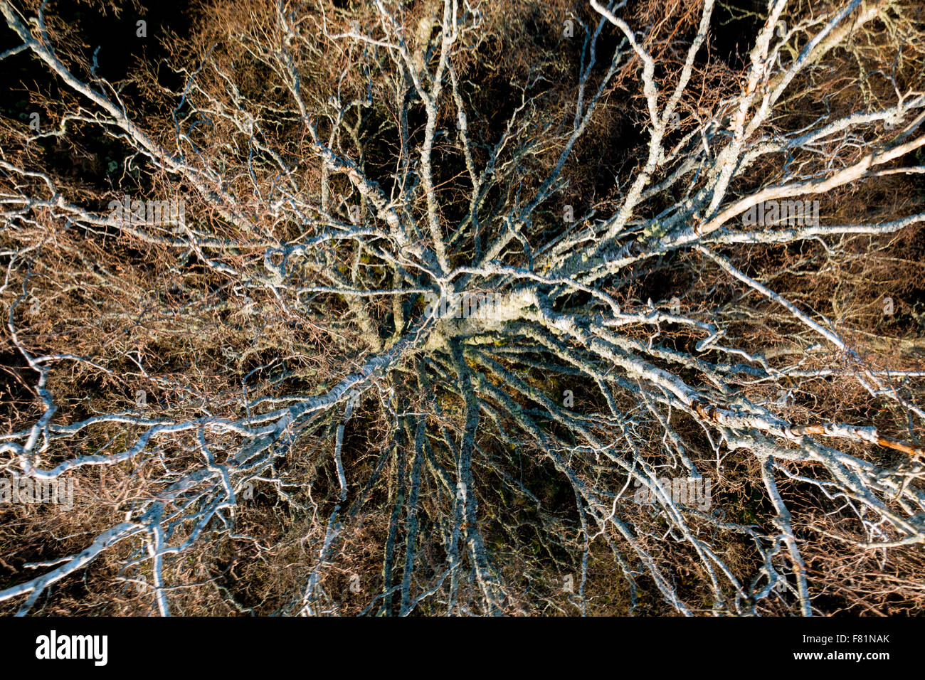 A birch tree from above Stock Photo - Alamy