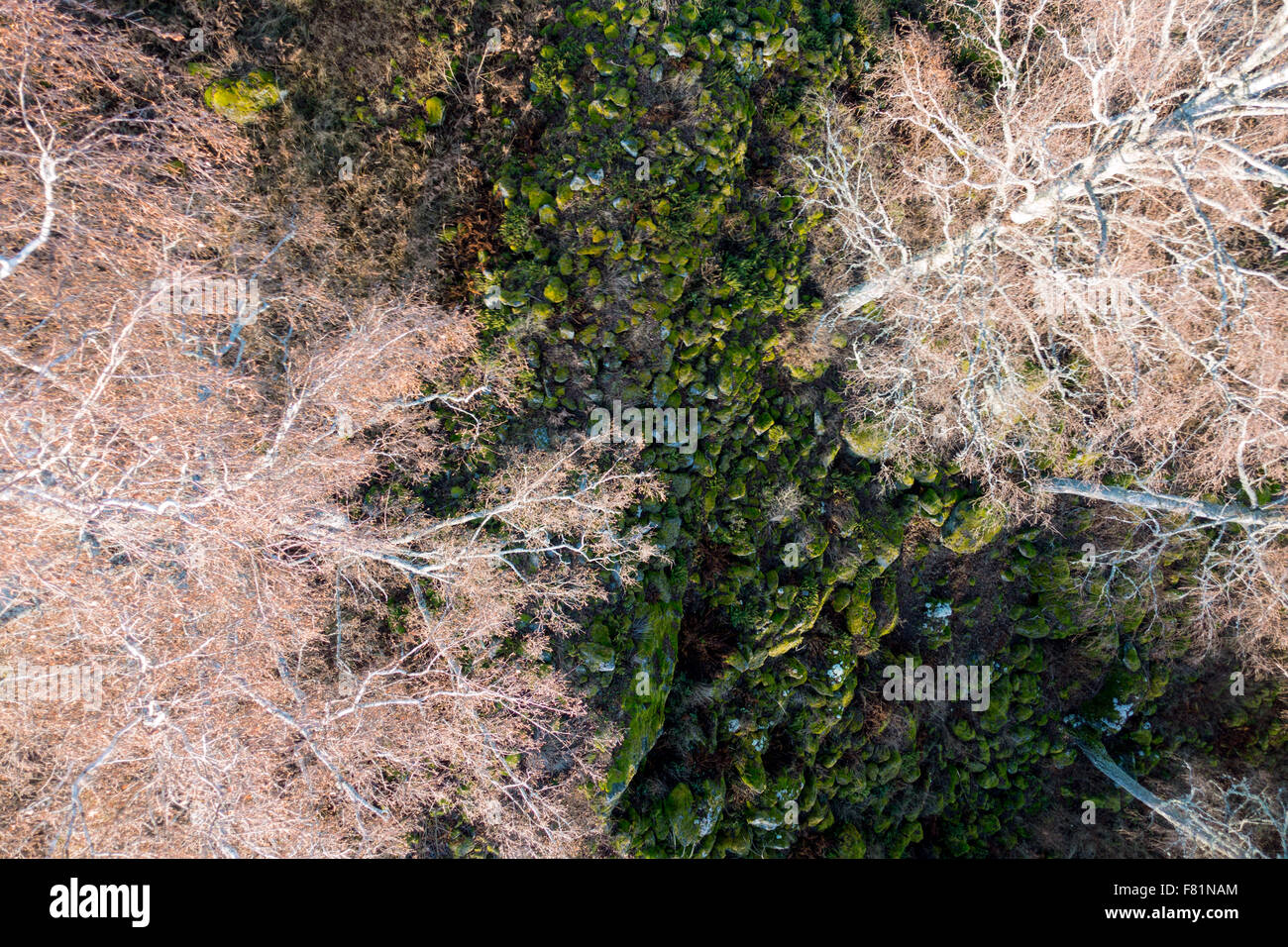 Forest from a birds view Stock Photo - Alamy