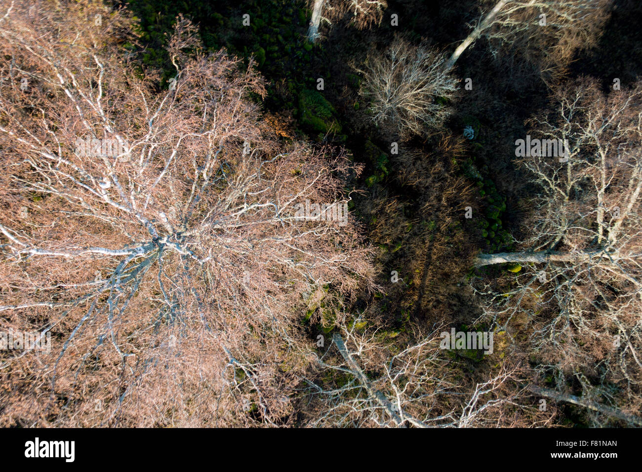 Forest from a birds view Stock Photo - Alamy