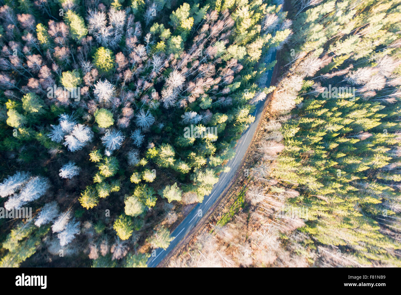 Forest from a birds view Stock Photo - Alamy