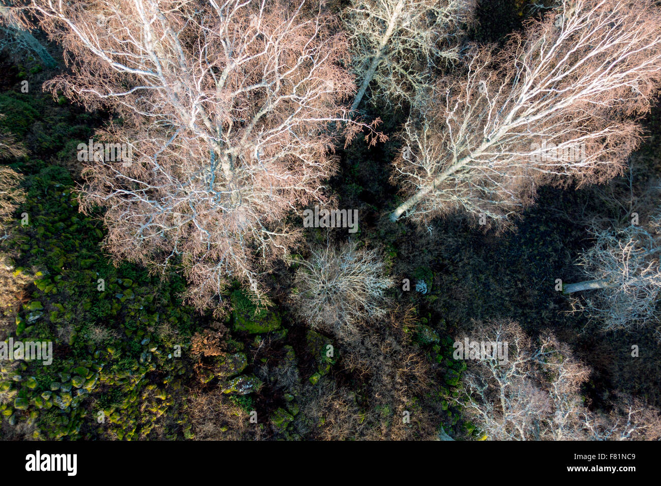 Forest from a birds view Stock Photo - Alamy