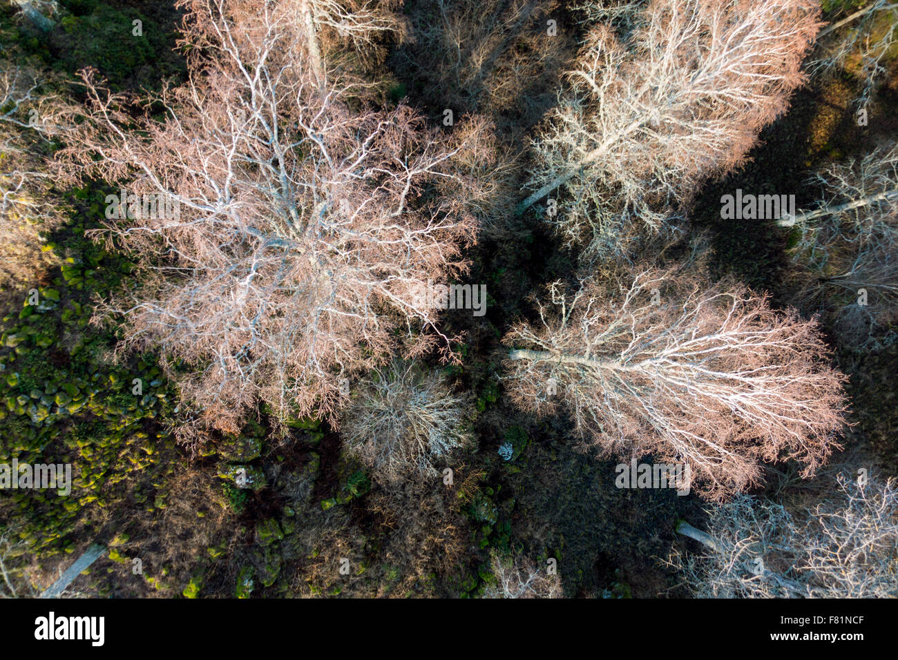 Forest from a birds view Stock Photo - Alamy