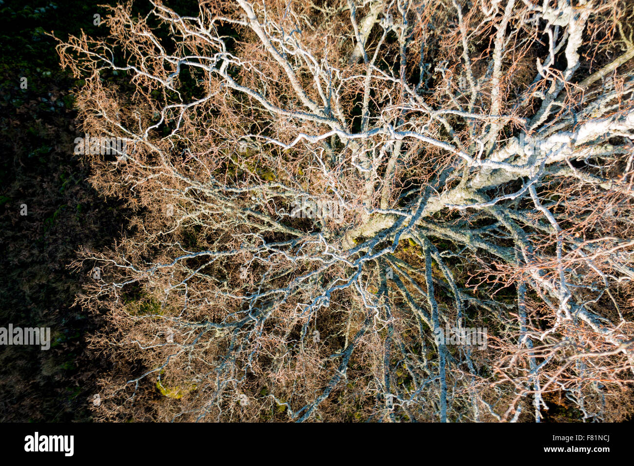 A tree from above in fall Stock Photo - Alamy