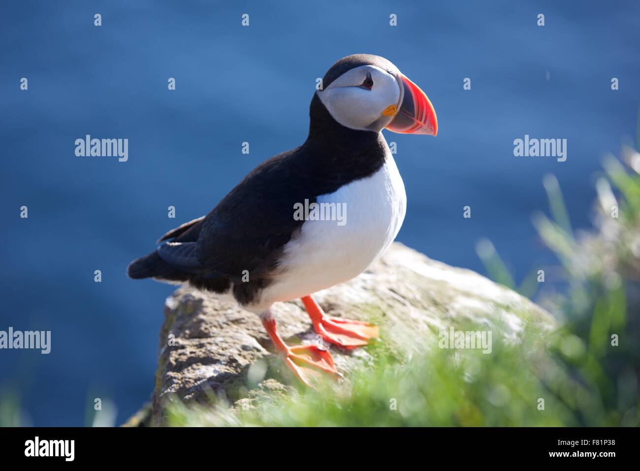 Puffin colony at Latrabjarg, West Fjords, Iceland Stock Photo - Alamy