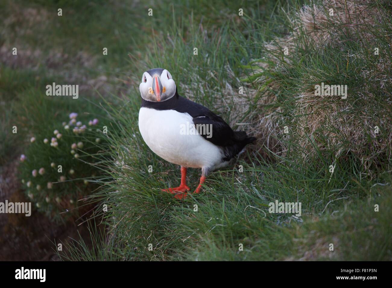 Puffin_colony hi-res stock photography and images - Alamy
