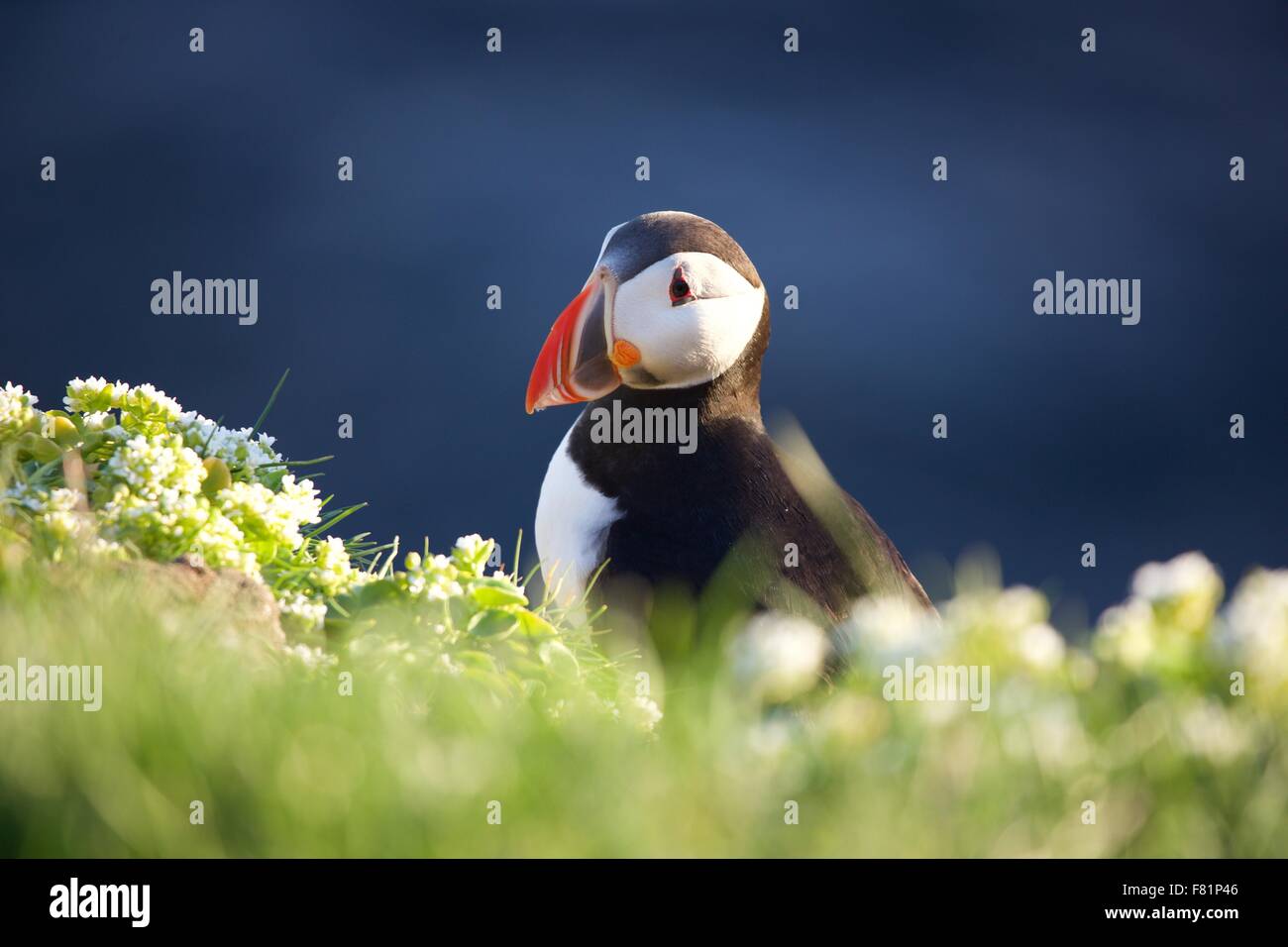 Puffin colony at Latrabjarg, West Fjords, Iceland Stock Photo - Alamy
