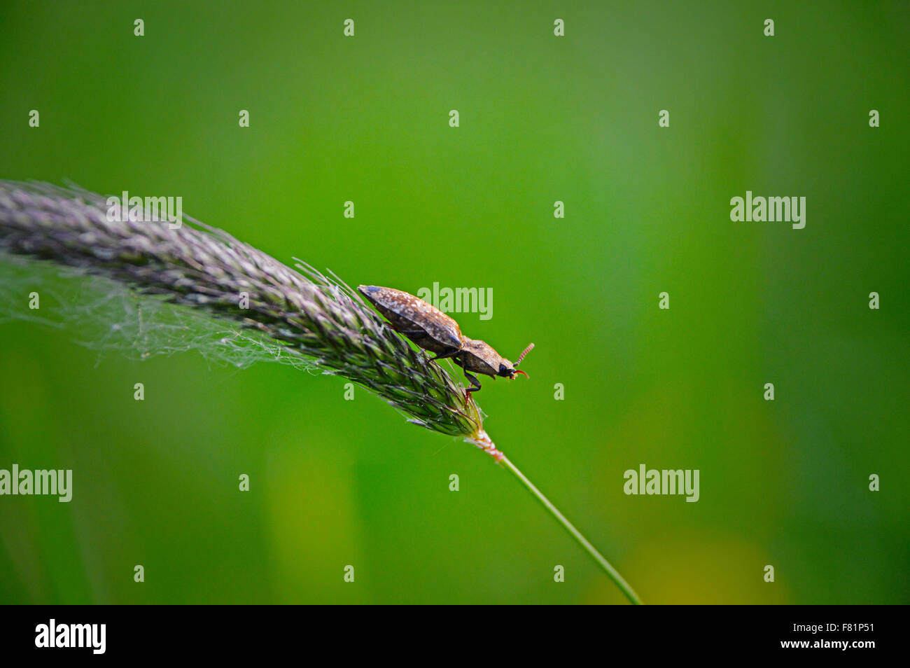 Bug details hi-res stock photography and images - Alamy
