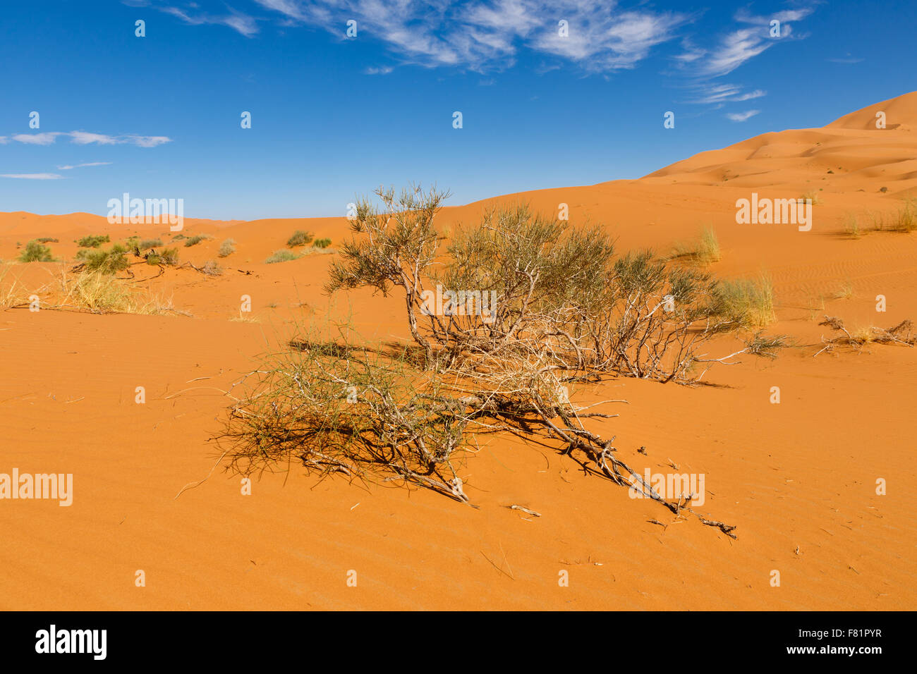 Bush on the sand, Sahara desert Stock Photo - Alamy