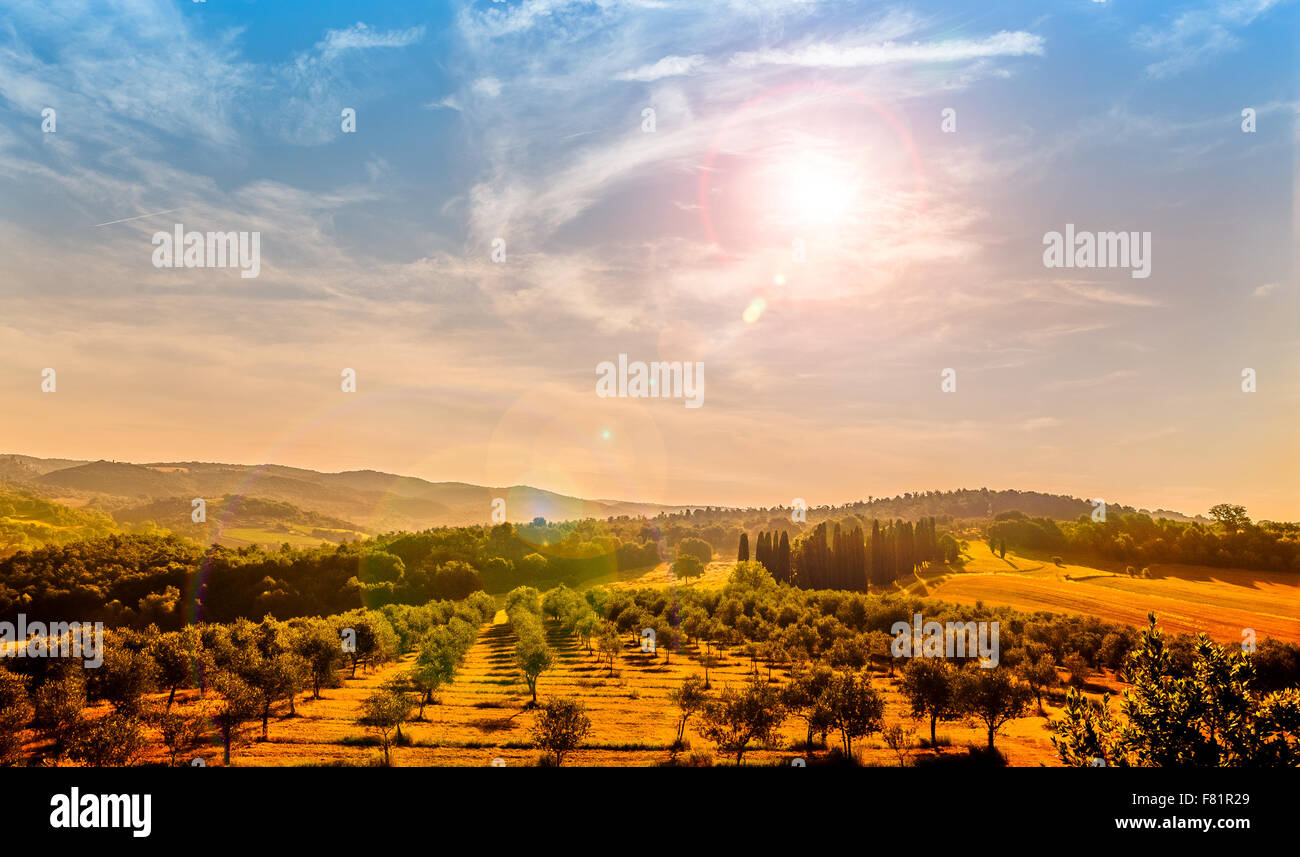 Blue sky over olive field in Tuscany Stock Photo - Alamy
