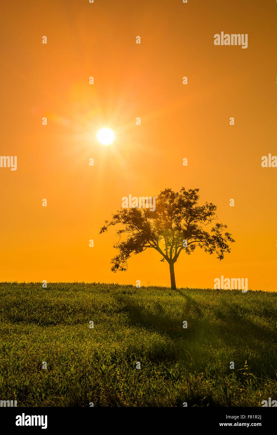 Lonely tree and beautiful sunset sky in the background Stock Photo - Alamy