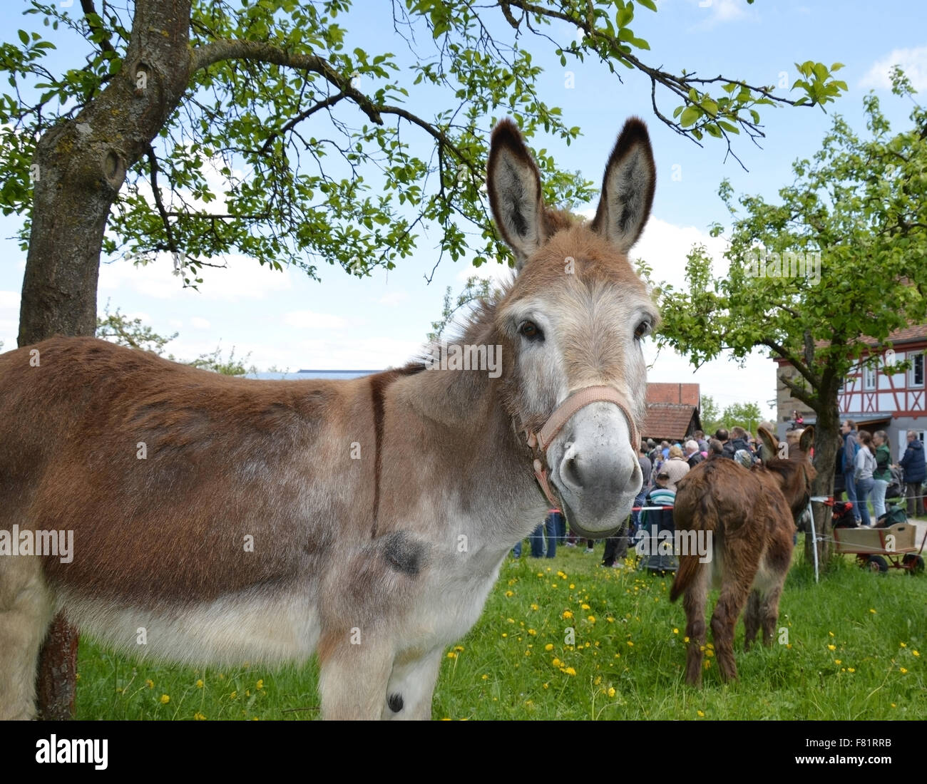 Donkey looking to camera Stock Photo - Alamy
