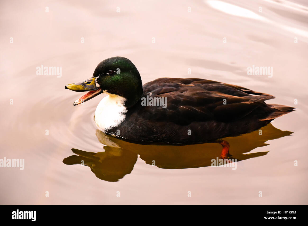 Duclair duck and its reflection Stock Photo - Alamy