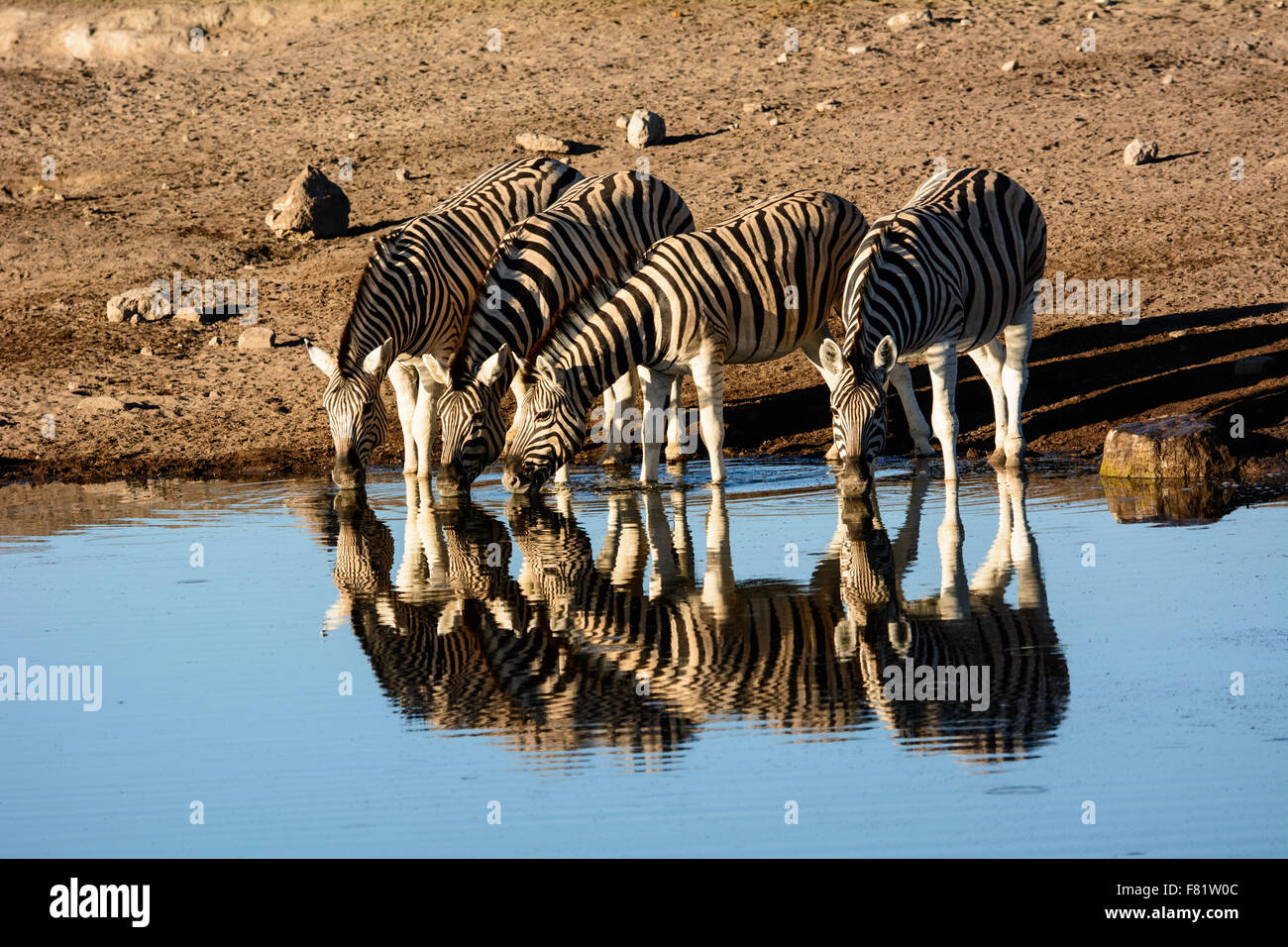 Reflection in water animals hi-res stock photography and images - Alamy
