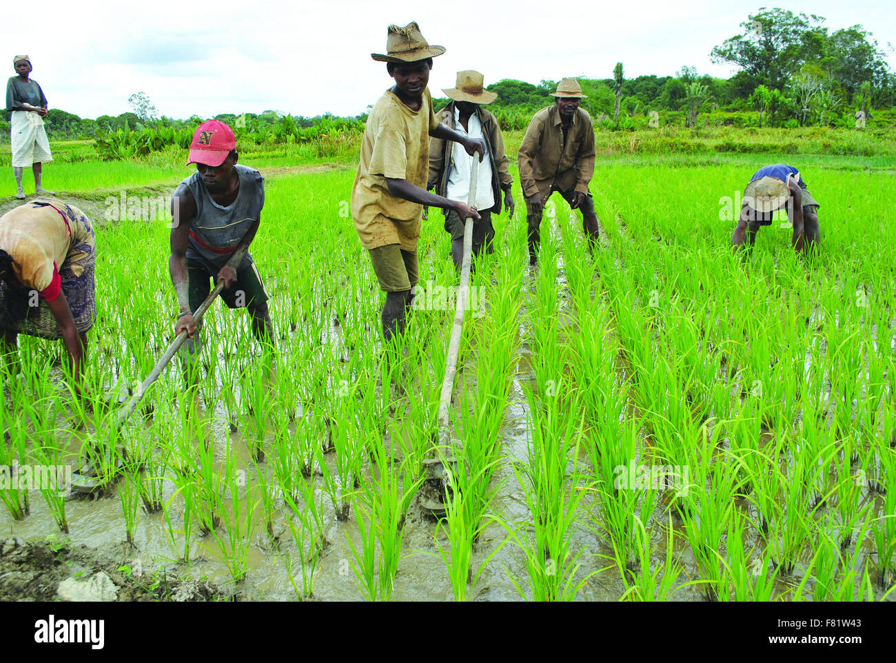 Farmers work with hand tools in their rice fields November 23, 2015 ...