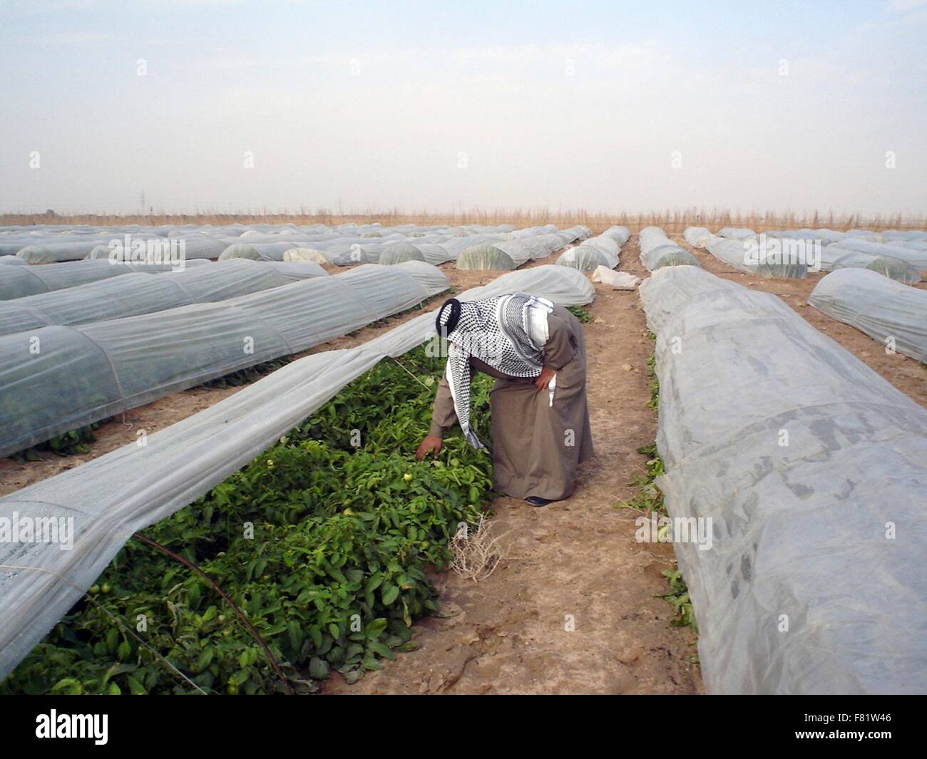 Drip irrigation farm iraq hi-res stock photography and images - Alamy