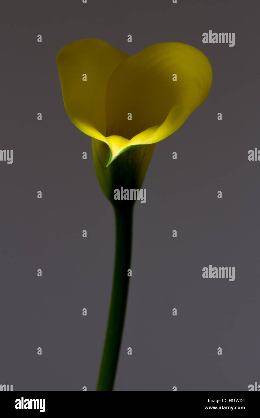 Single yellow calla Stock Photo - Alamy