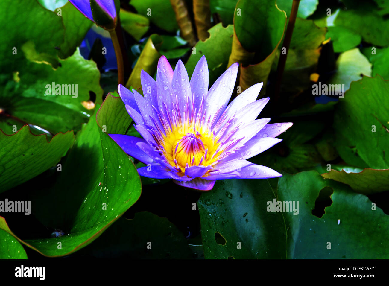 Single flower purple yellow stunning hi-res stock photography and ...