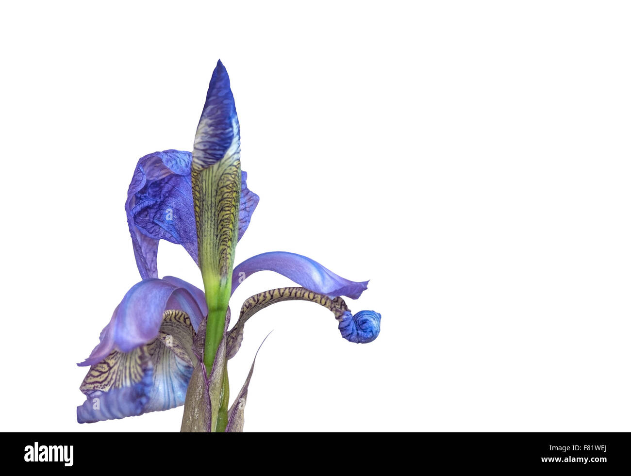 Splendor card Cut Out Stock Images & Pictures - Alamy