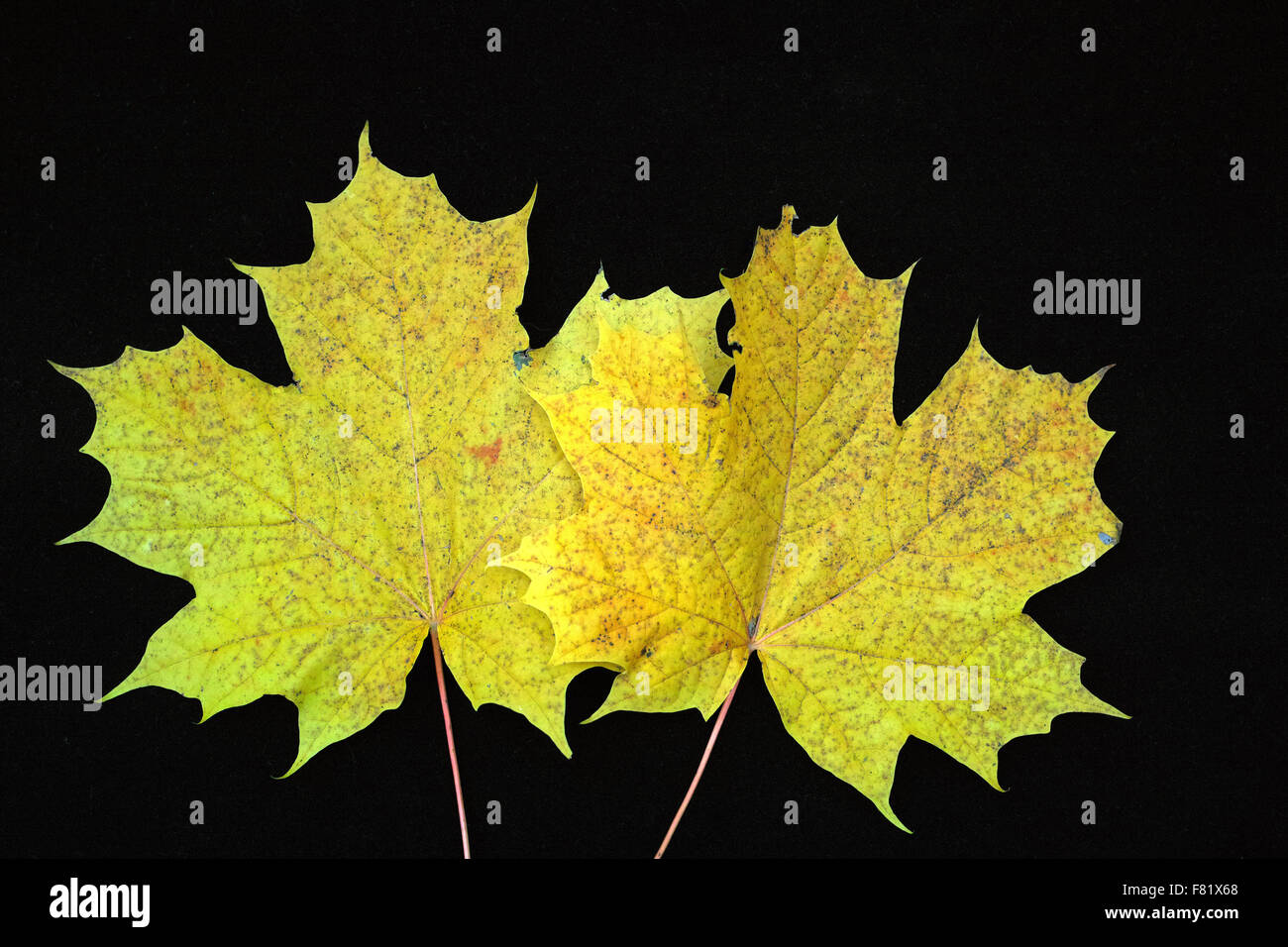 Maple Tree Leaves in autumn colors Stock Photo - Alamy