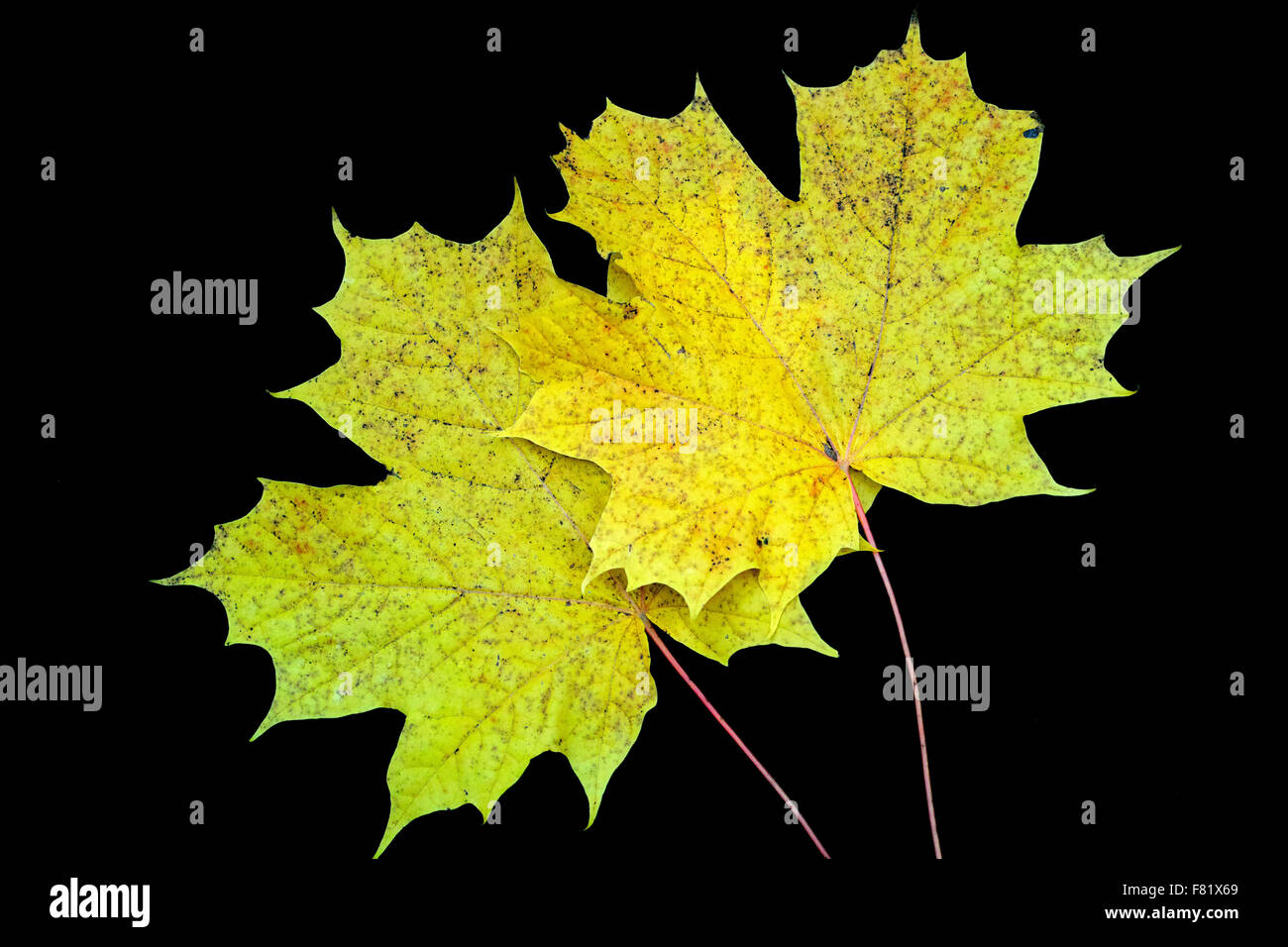 Maple Tree Leaves in autumn colors Stock Photo - Alamy