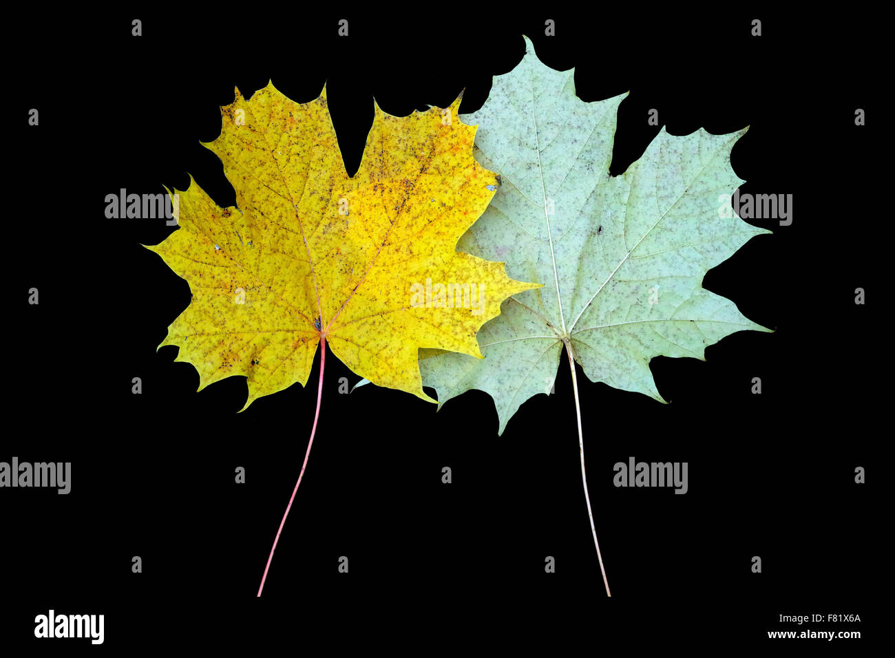 Maple tree leaves hi-res stock photography and images - Alamy